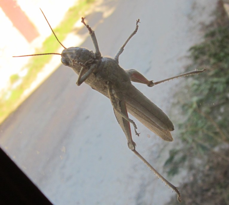 Jumping Jiminy – aviewfrommykitchen.com